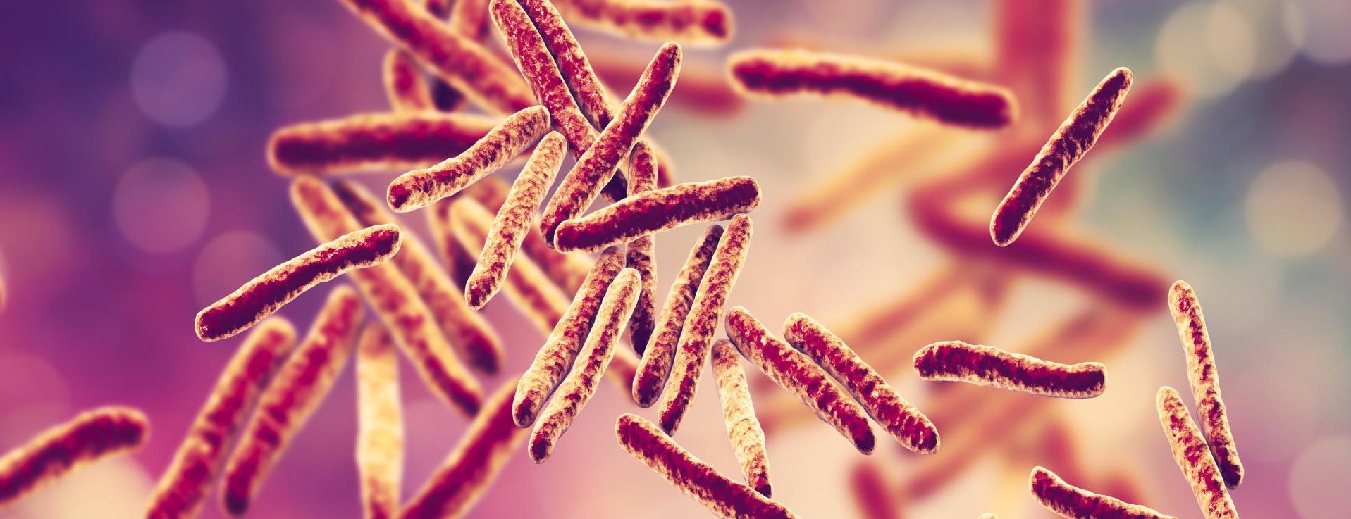 Mycobacterium tuberculosis pseudo-outbreak due to laboratory cross ...