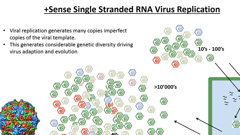 Characterizing the evolution of defective-interfering RNA viruses using ...