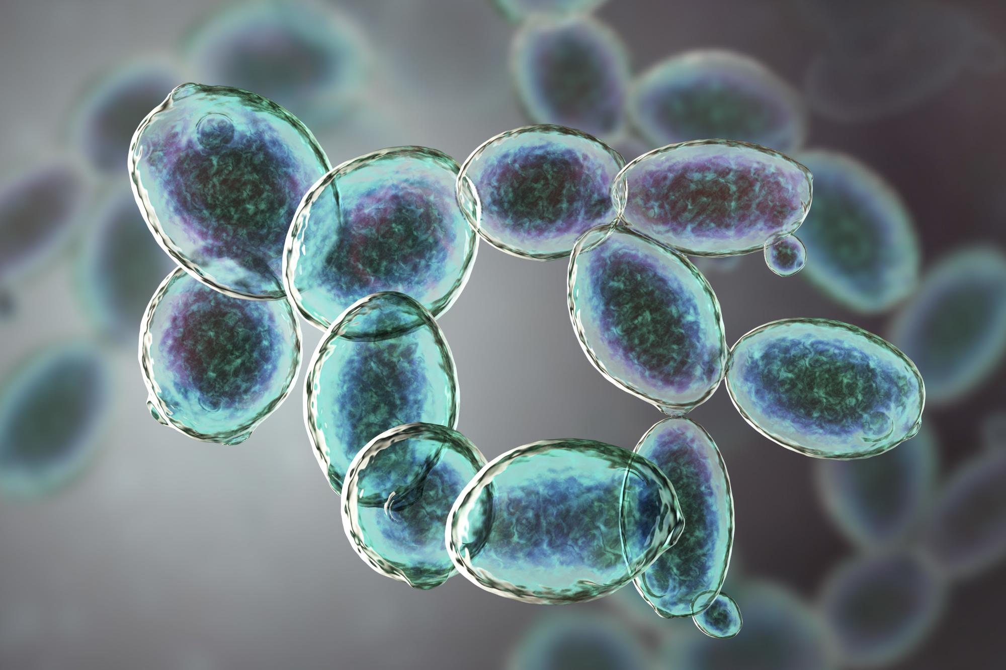Verification of genetic engineering in yeasts with nanopore whole ... Verification of genetic engineering in yeasts with nanopore whole ...