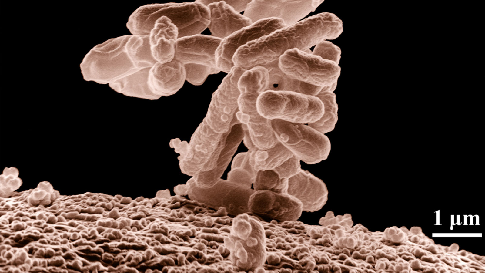 Horizontal transmission and recombination maintain forever young ...