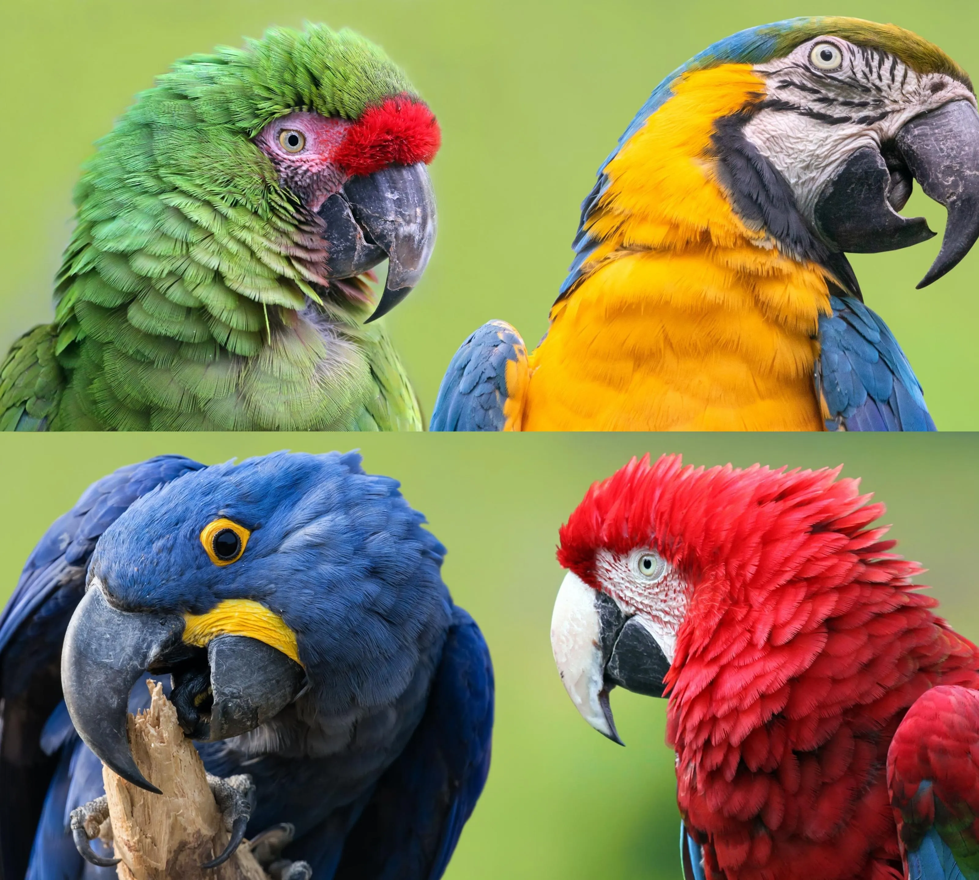 How does conservation genomics help?