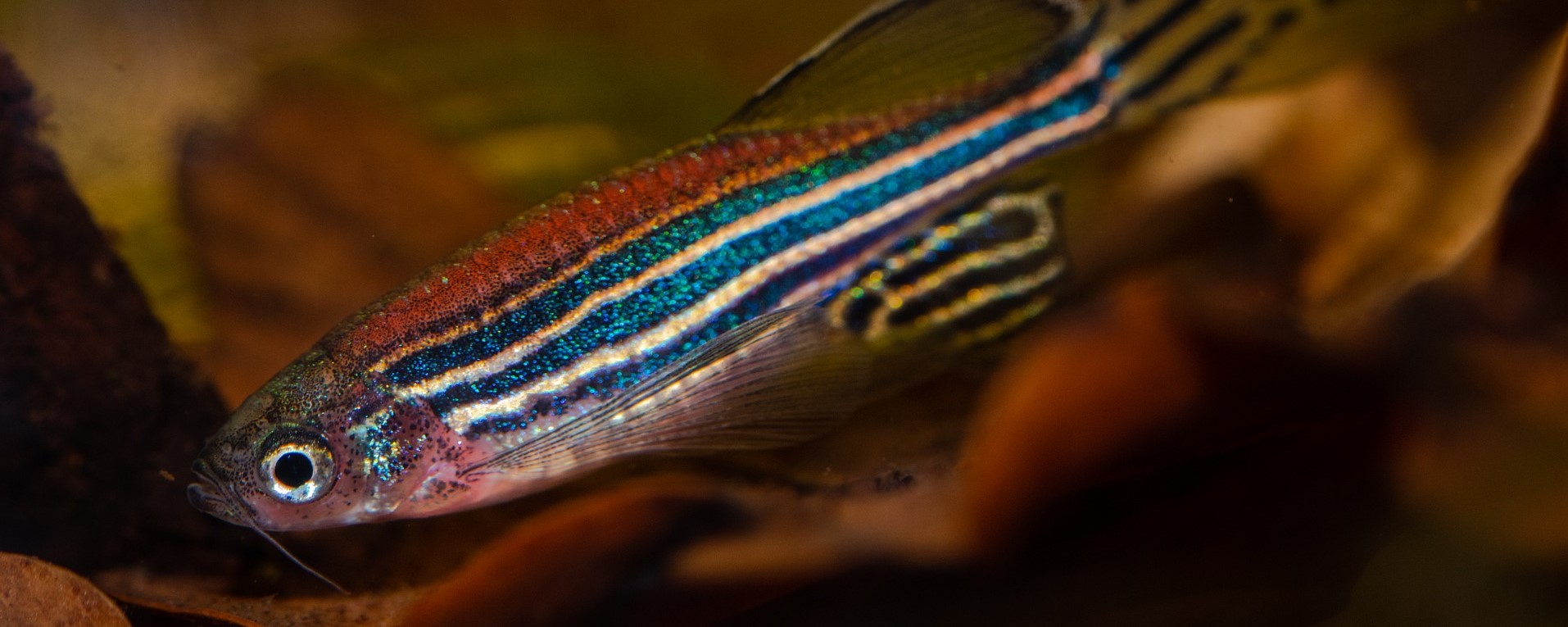 Assembling the zebrafish genome with long-read sequencing