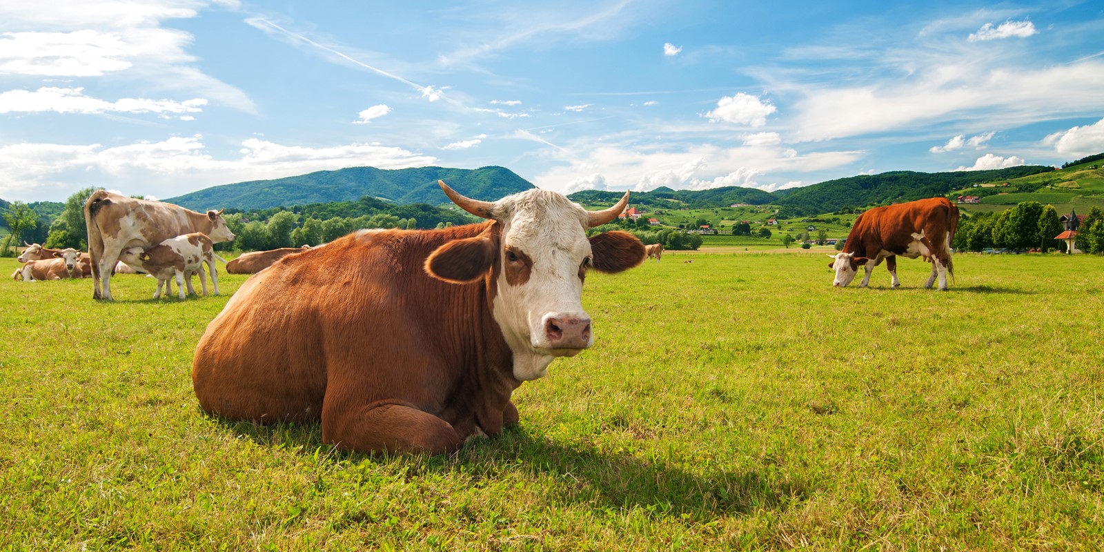 NCM 2021: An epigenetic aging clock for cattle using portable ...