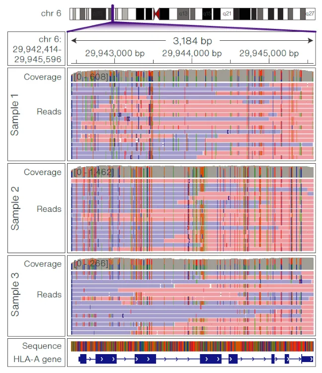 HLA sequencing | Oxford Nanopore Technologies