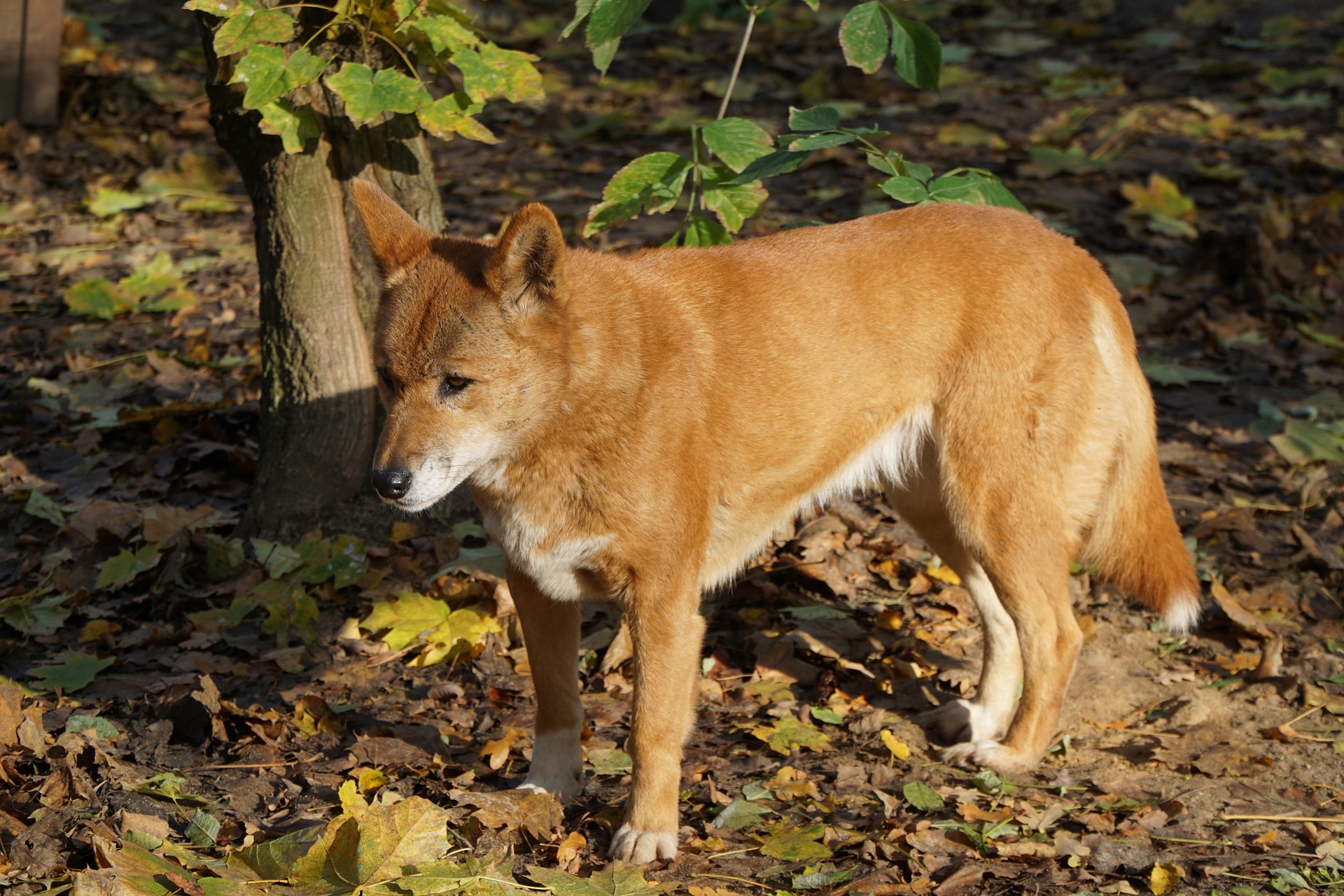 Desert Dingo (*Canis lupus dingo*) genome provides insights into their ...