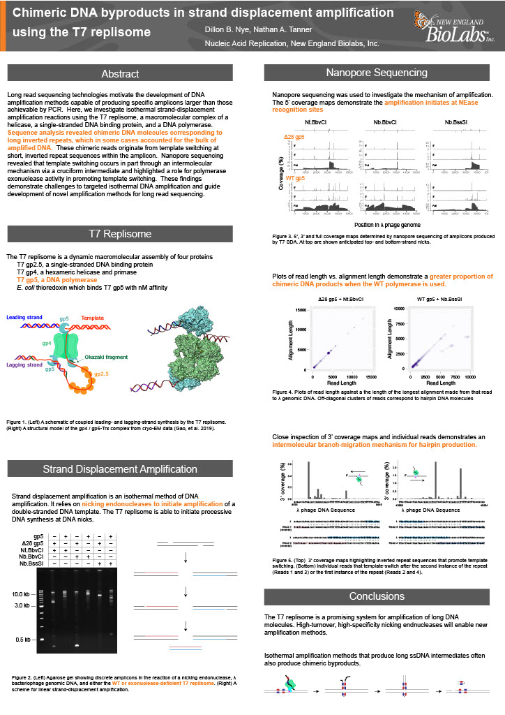 Chimeric DNA byproducts in strand displacement amplification using the ...