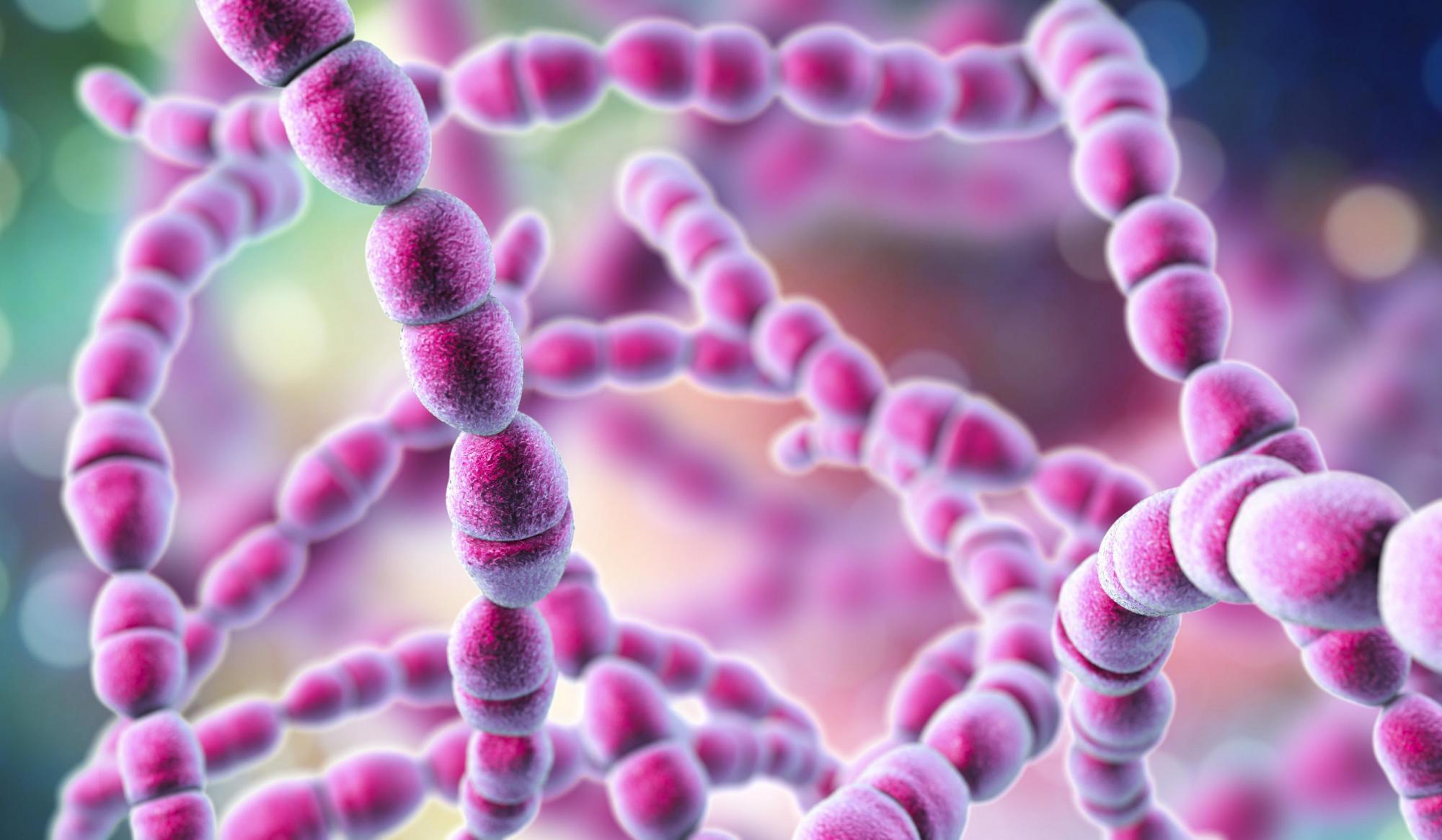 The ongoing * Streptococcus pyogenes *(Group A *Streptococcus ...