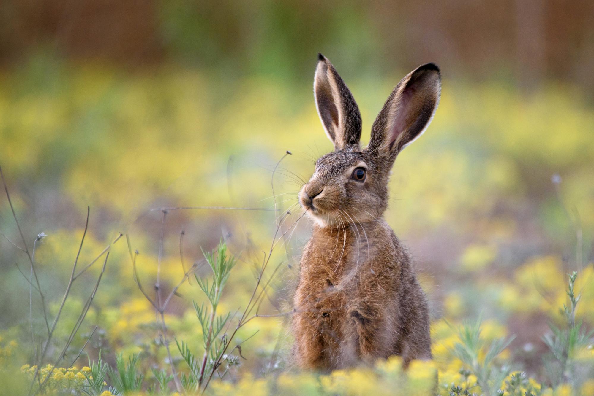 Uncovering the microbiome of invasive sympatric European brown hares ...