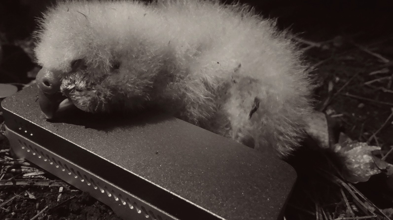 Applying Portable Nanopore Sequencing Technology To The Conservation Of