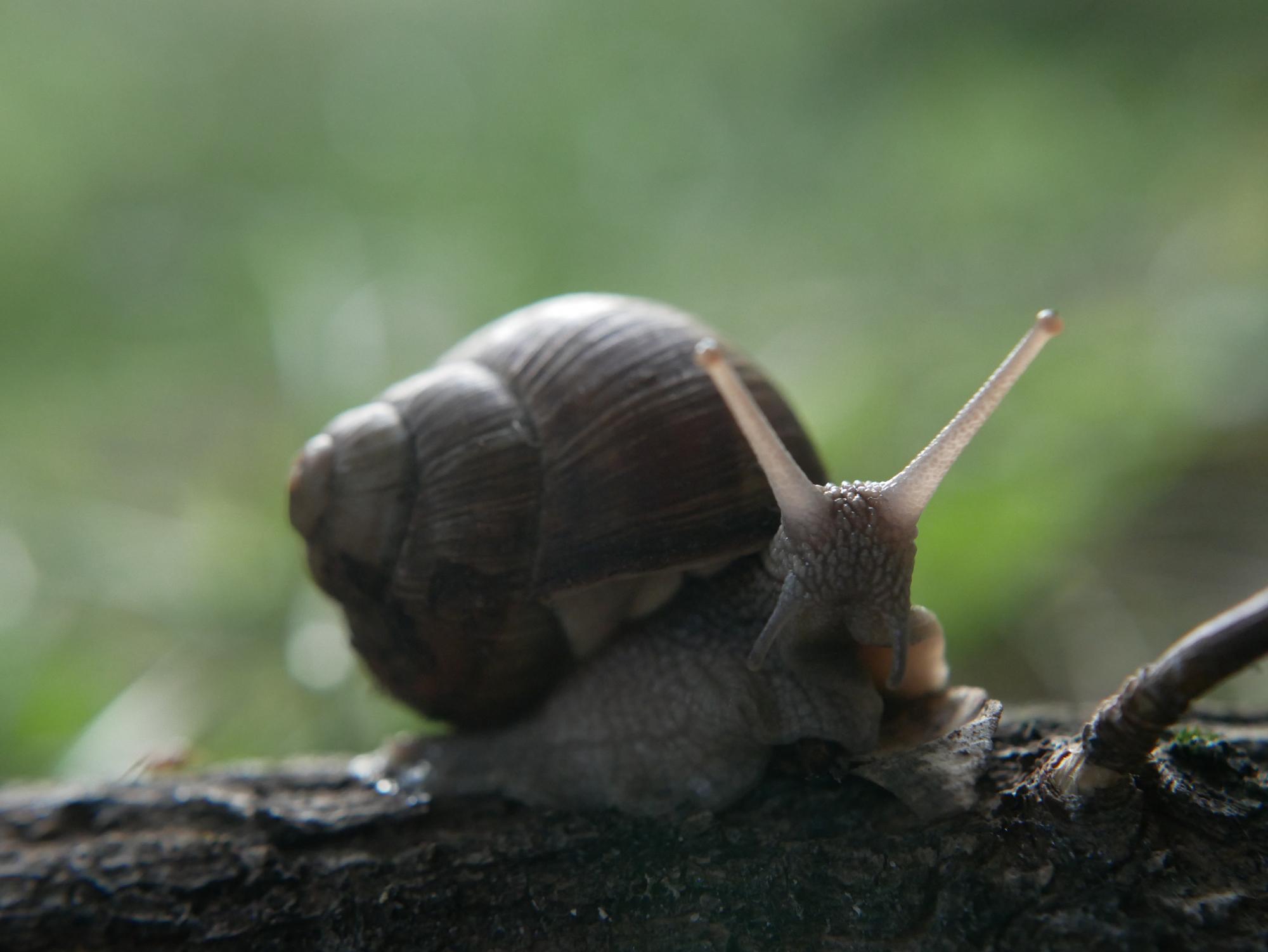 The Scaly-foot Snail genome and implications for the origins of ...
