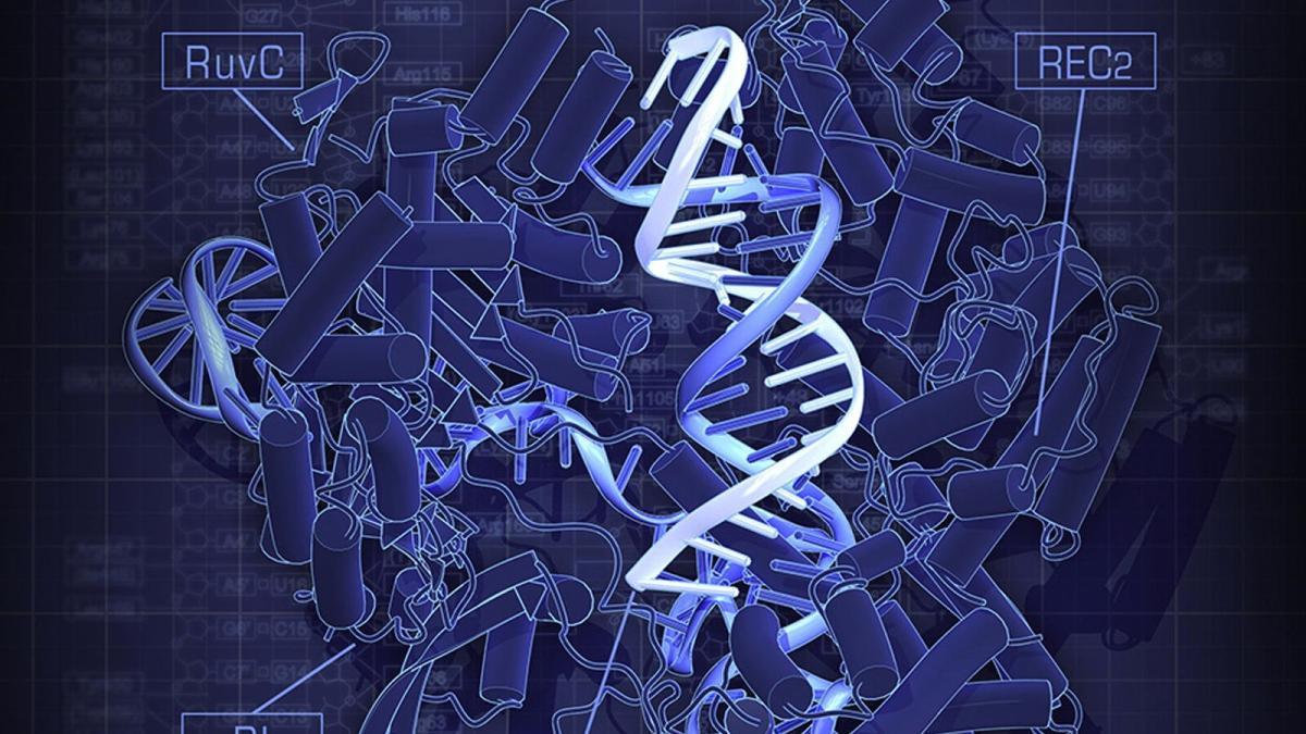Cas9 Assisted Targeting Of Chromosome Segments Catch For Targeted Nanopore Sequencing And