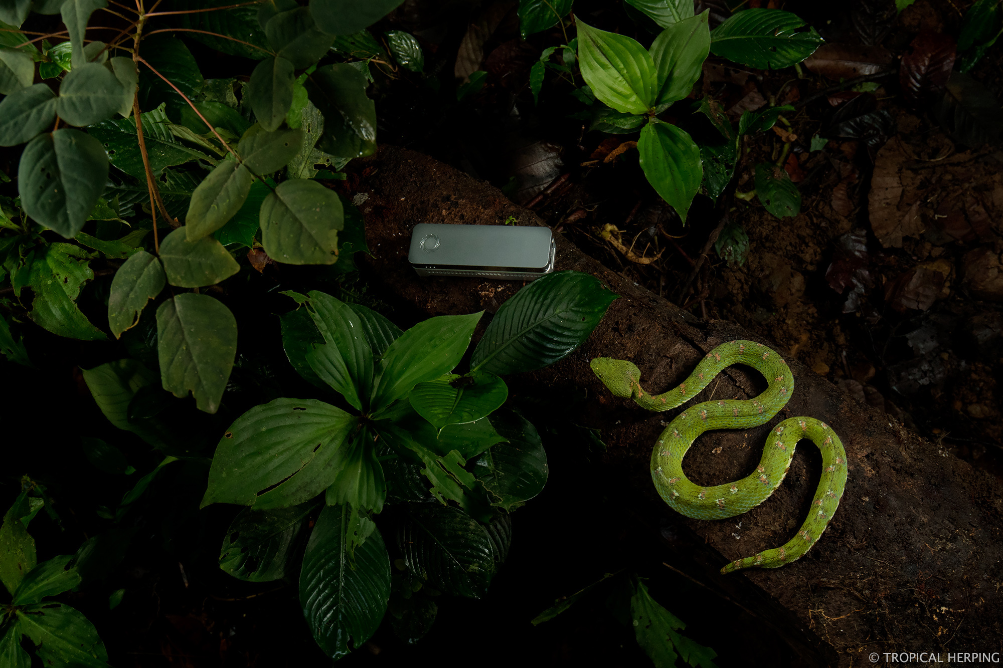 Real-time DNA barcoding in a remote rainforest using nanopore sequencing