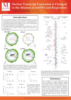 Nuclear Transcript Expression is Changed in the Absence of mtDNA and ...