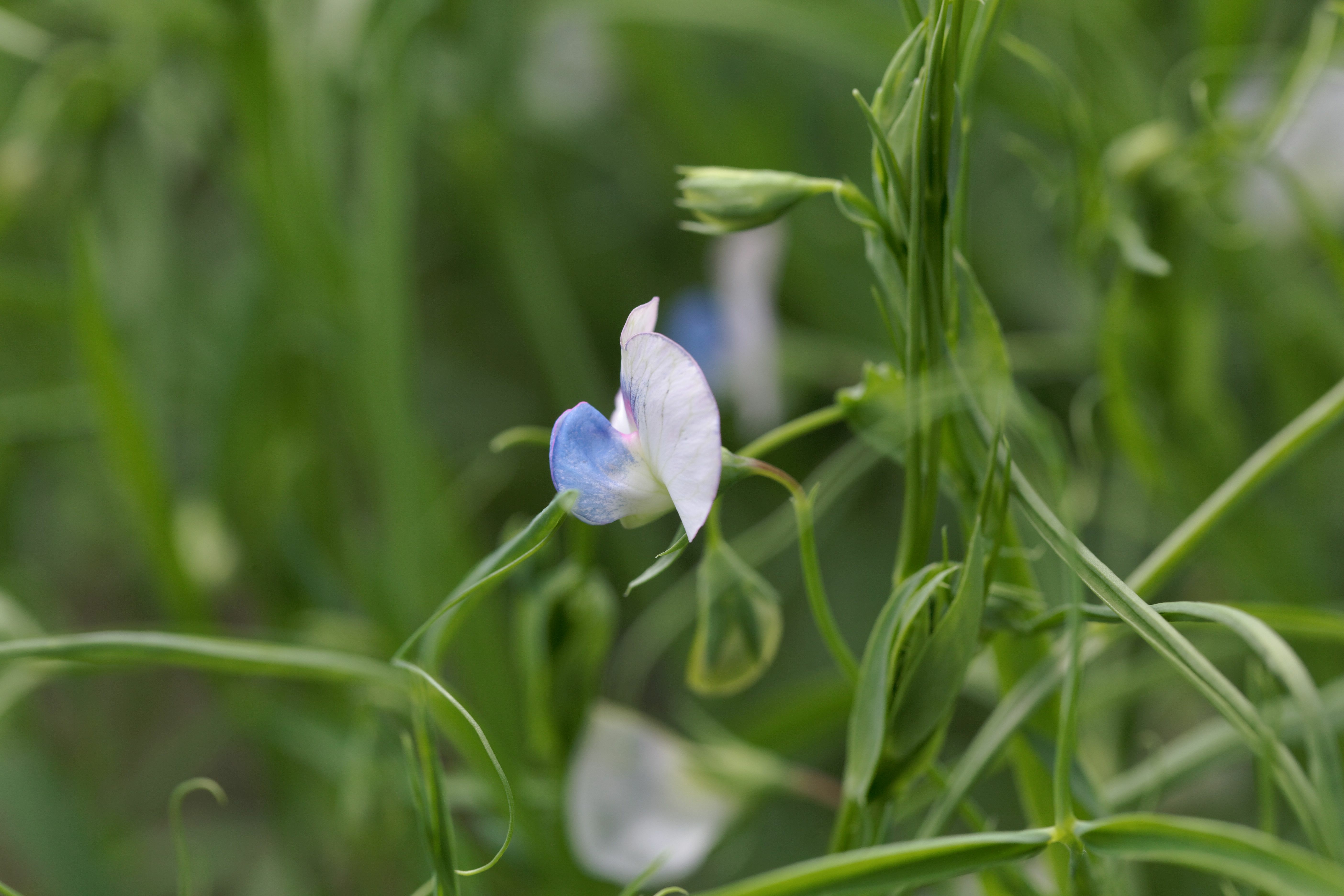 A draft genome of grass pea (*Lathyrus sativus*), a resilient diploid ...