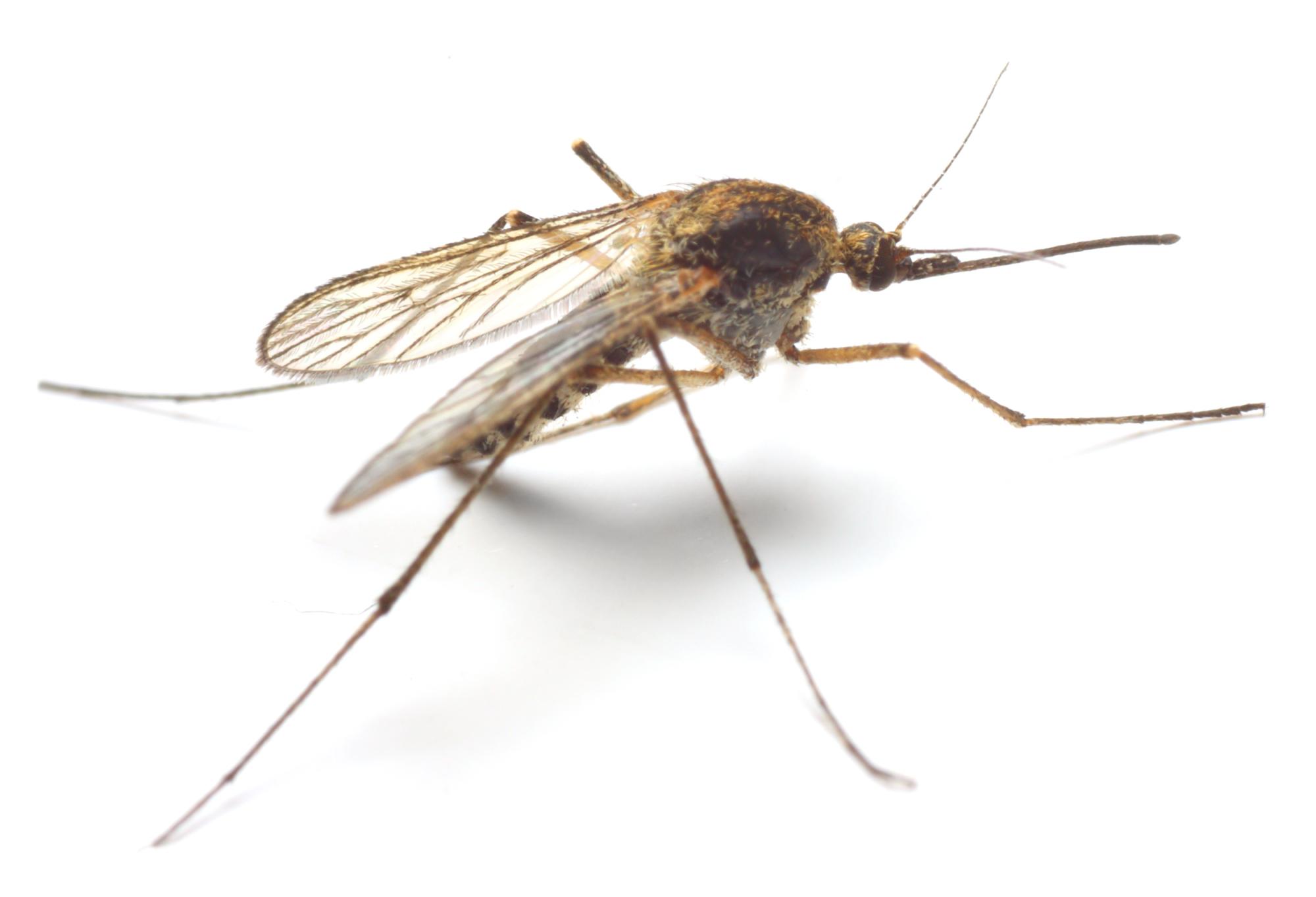 Flexible and cost-effective genomic surveillance of *P. falciparum ...
