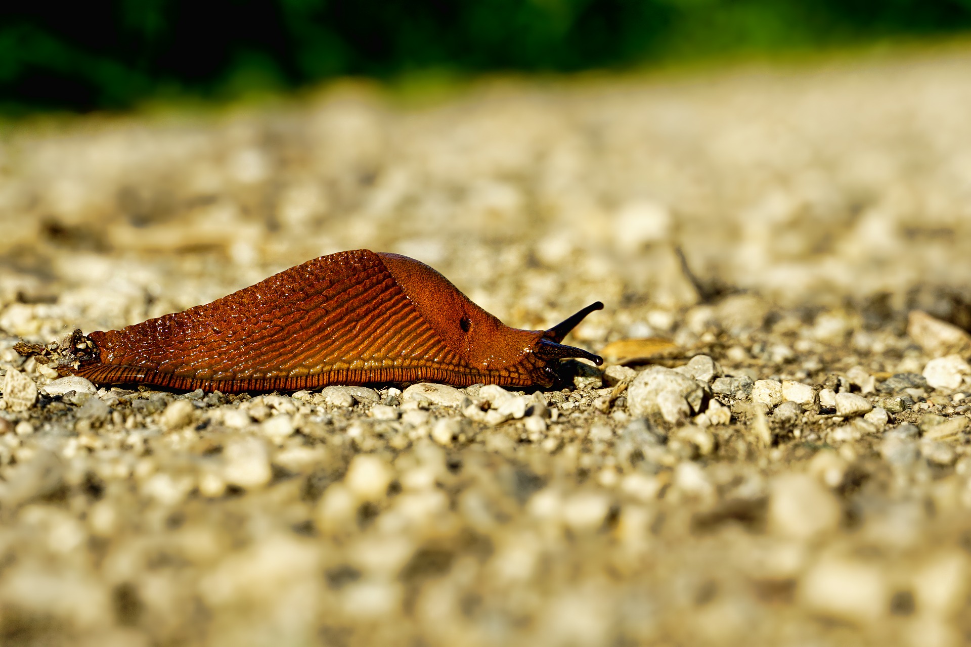 The de novo genome of the “Spanish” slug *Arion vulgaris* Moquin-Tandon ...