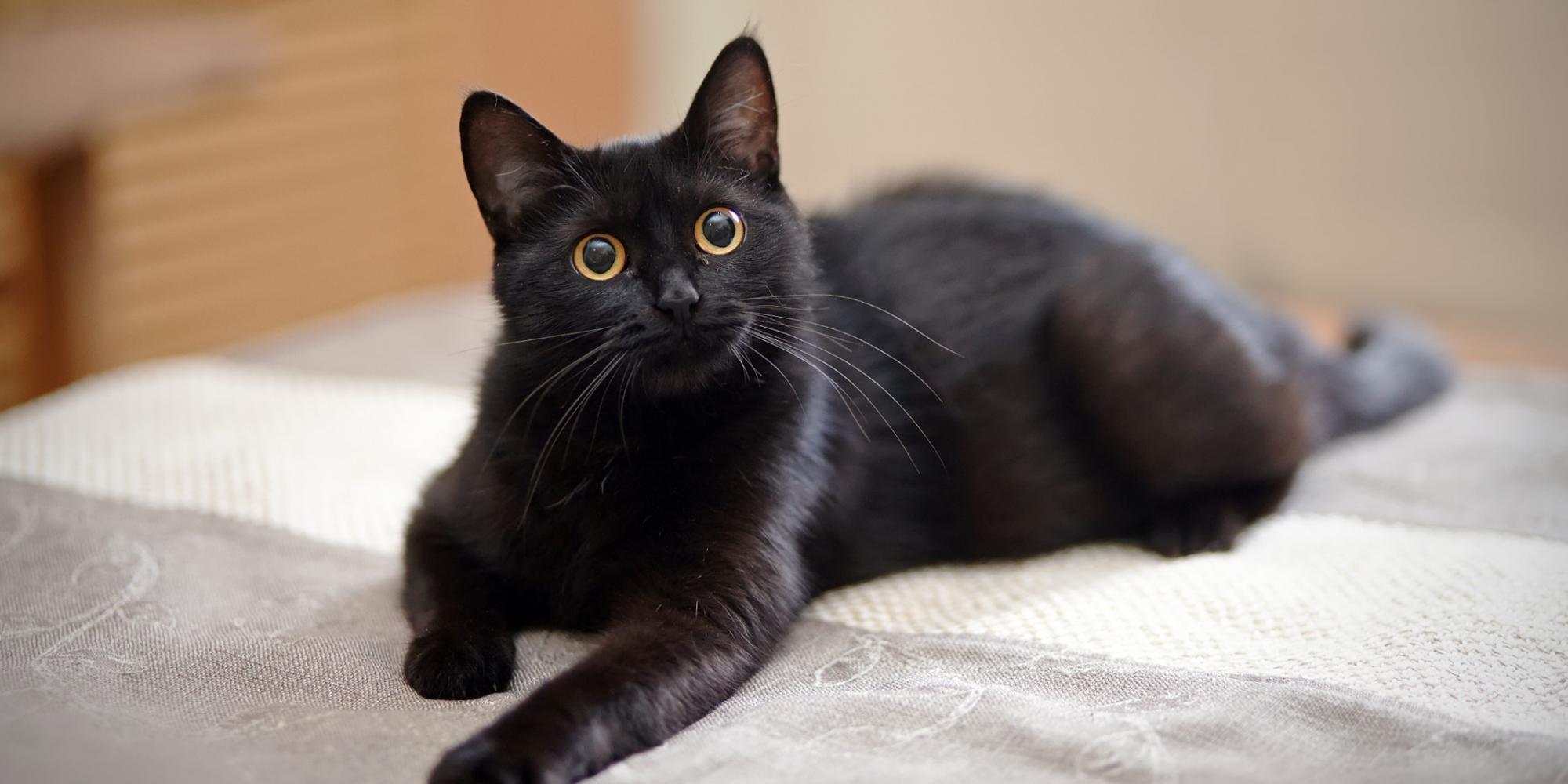 Whole mitogenome variation in domestic cats discovered via nanopore ...