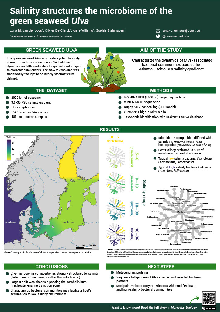 Salinity structures the microbiome of the green seaweed *Ulva*