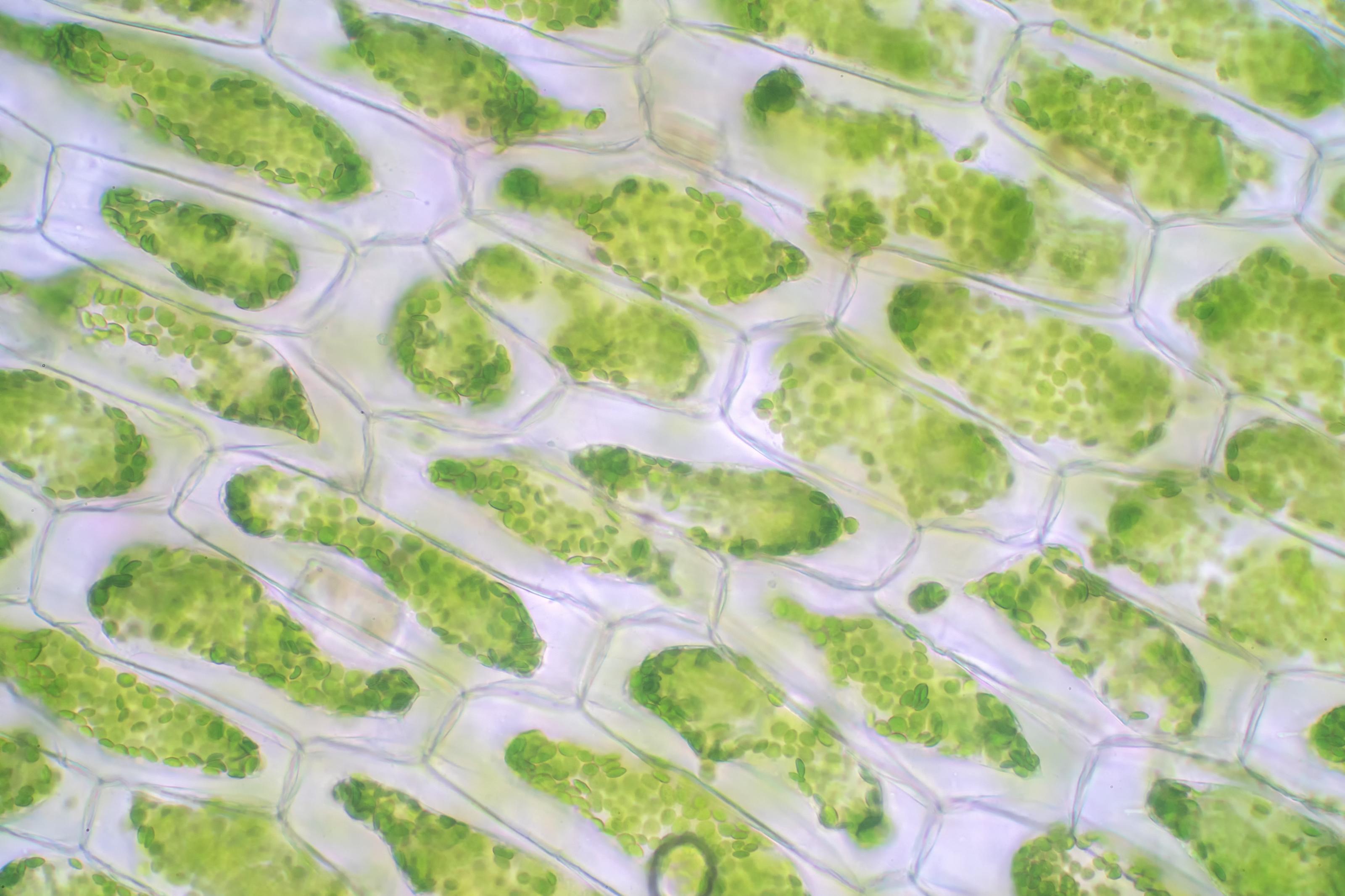 FlsnRNA-seq: protoplasting-free full-length single-nucleus RNA ...