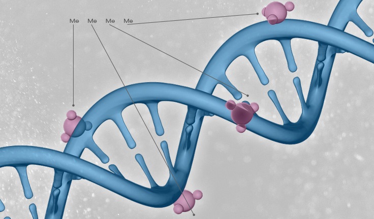 Mapping DNA methylation with high-throughput nanopore sequencing