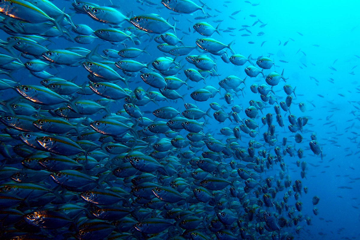 Blue Bonds – A Blueprint for Ocean Conservation