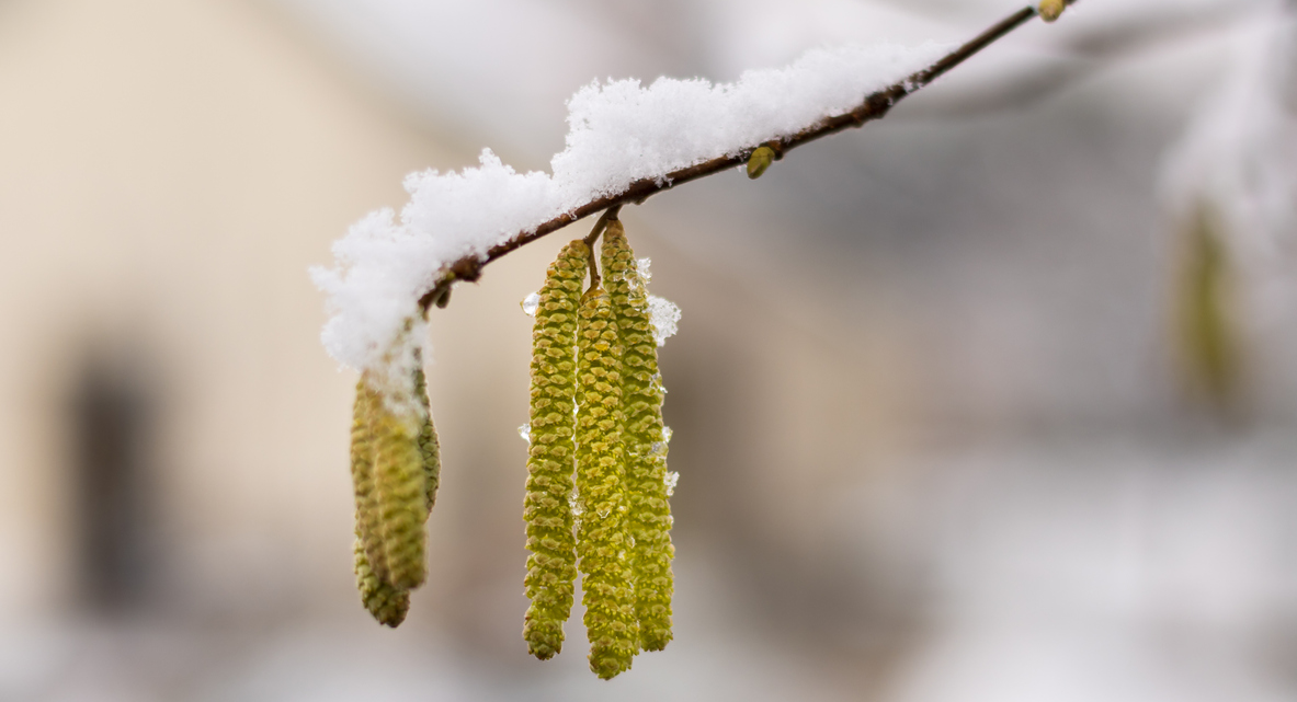 pollensäsongen har börjat med al och hassel - Doktor.se
