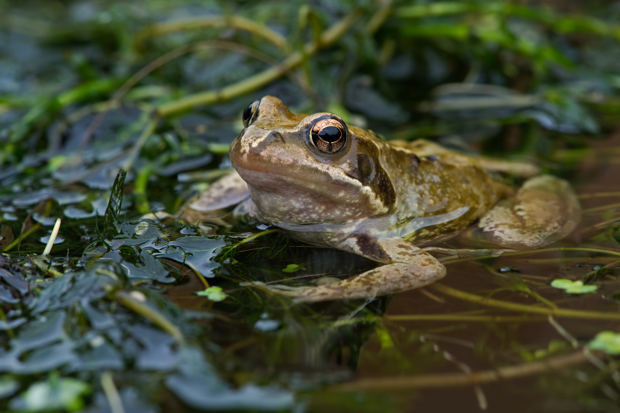 The magic of wildlife ponds: boosting biodiversity in your garden