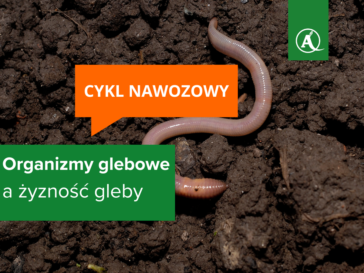 rganizmy glebowe – naturalni sprzymierzeńcy żyznej gleby - Agrosimex.pl