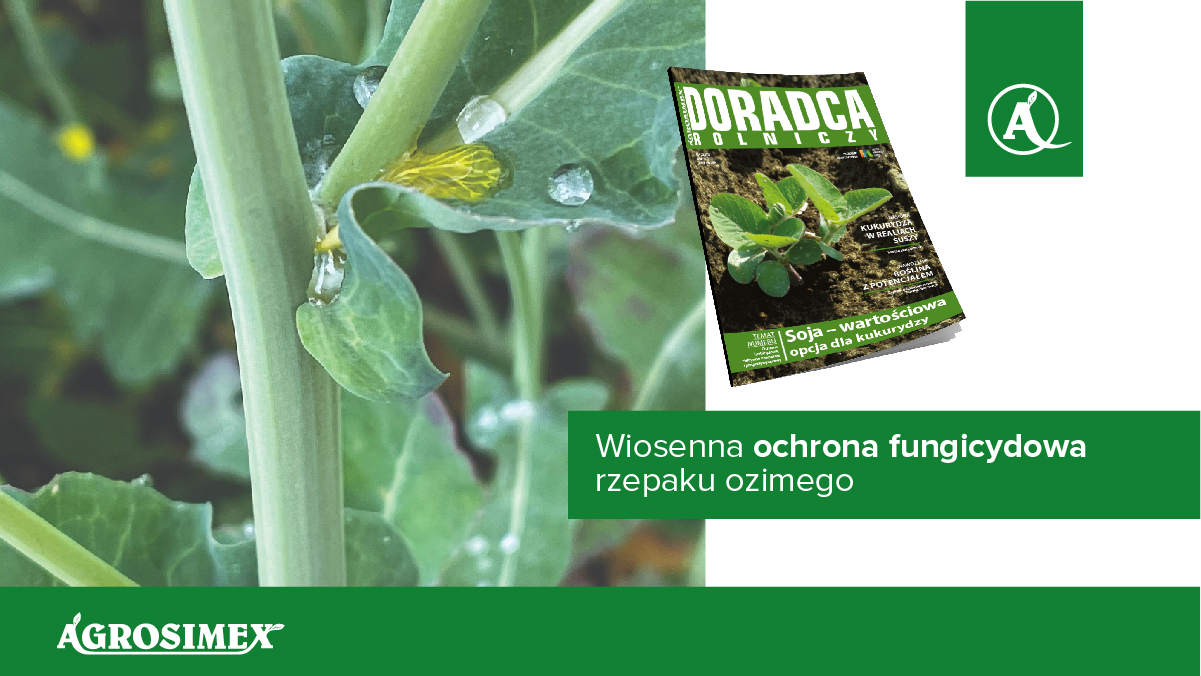 Wiosenna ochrona fungicydowa rzepaku ozimego - Agrosimex.pl