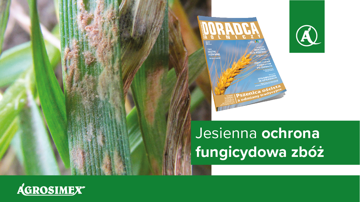 Jesienna ochrona fungicydowa zbóż – dlaczego warto? - Agrosimex.pl