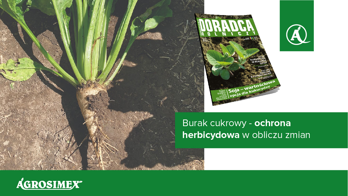 Burak cukrowy - ochrona herbicydowa w obliczu zmian - Agrosimex.pl