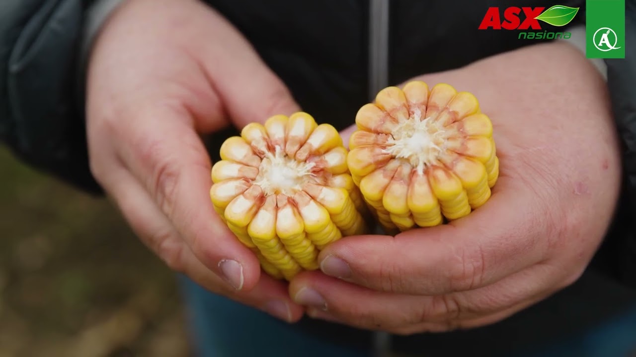 BIGBANG Nasiona kukurydzy – wielka masa dla krówki i opasa - Agrosimex.pl