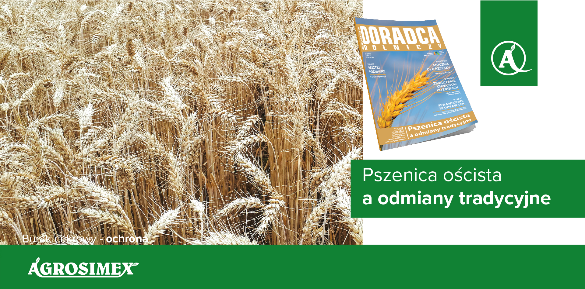 Pszenica oścista a odmiany tradycyjne - Agrosimex.pl