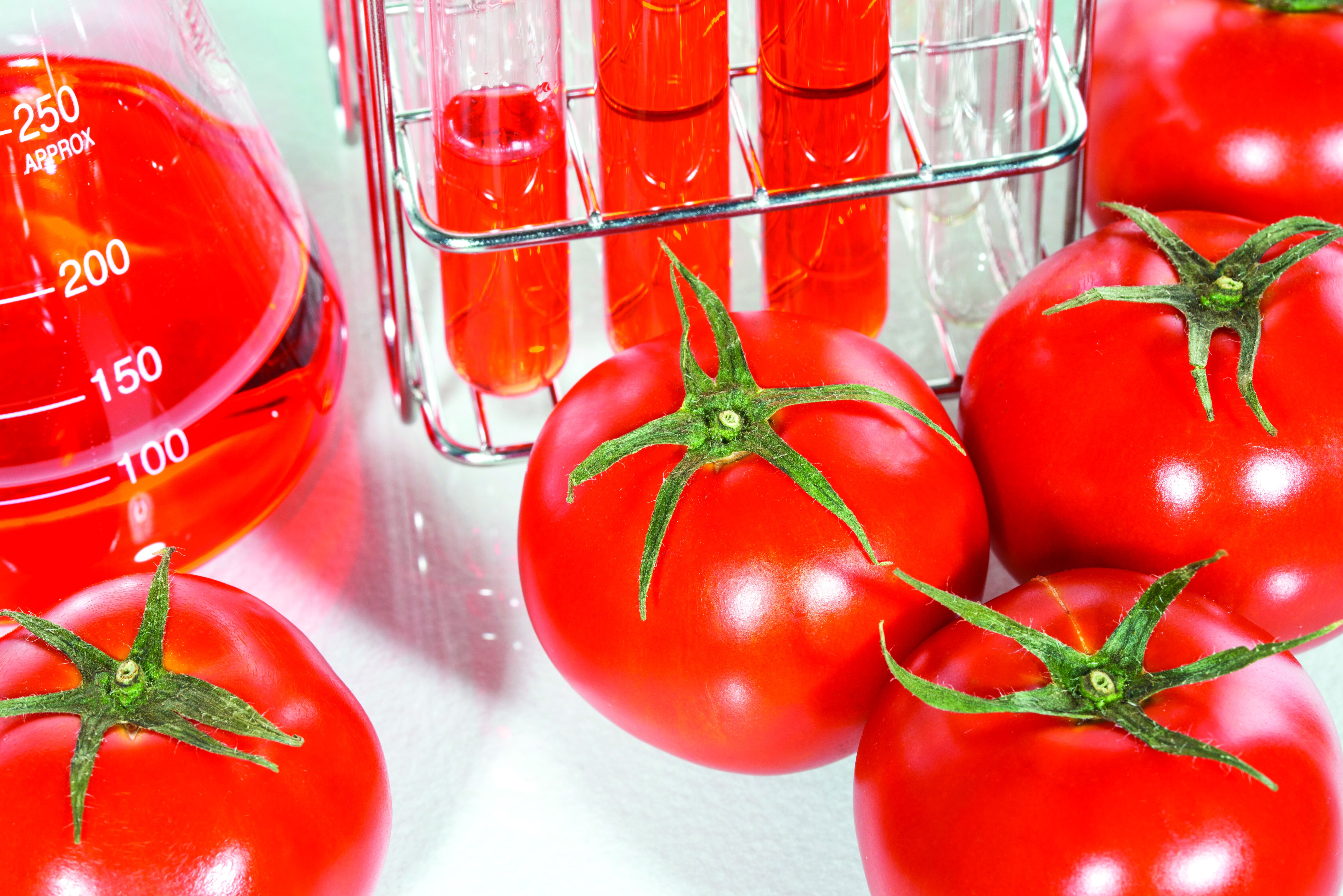 8 słodkich sekretów pomidora - Agrosimex.pl