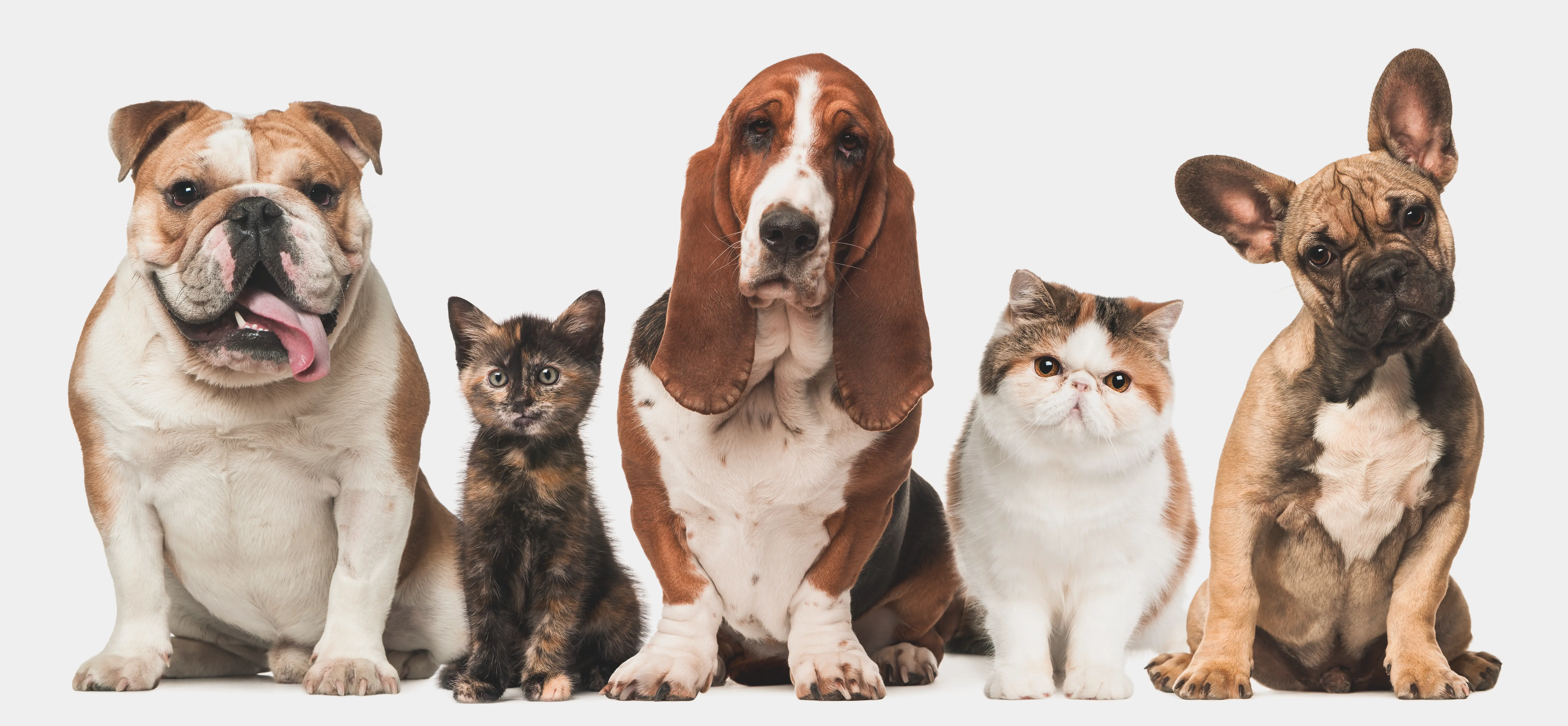 Nenhum Animal De Estimacao E Permitido O Livro Como Animais De