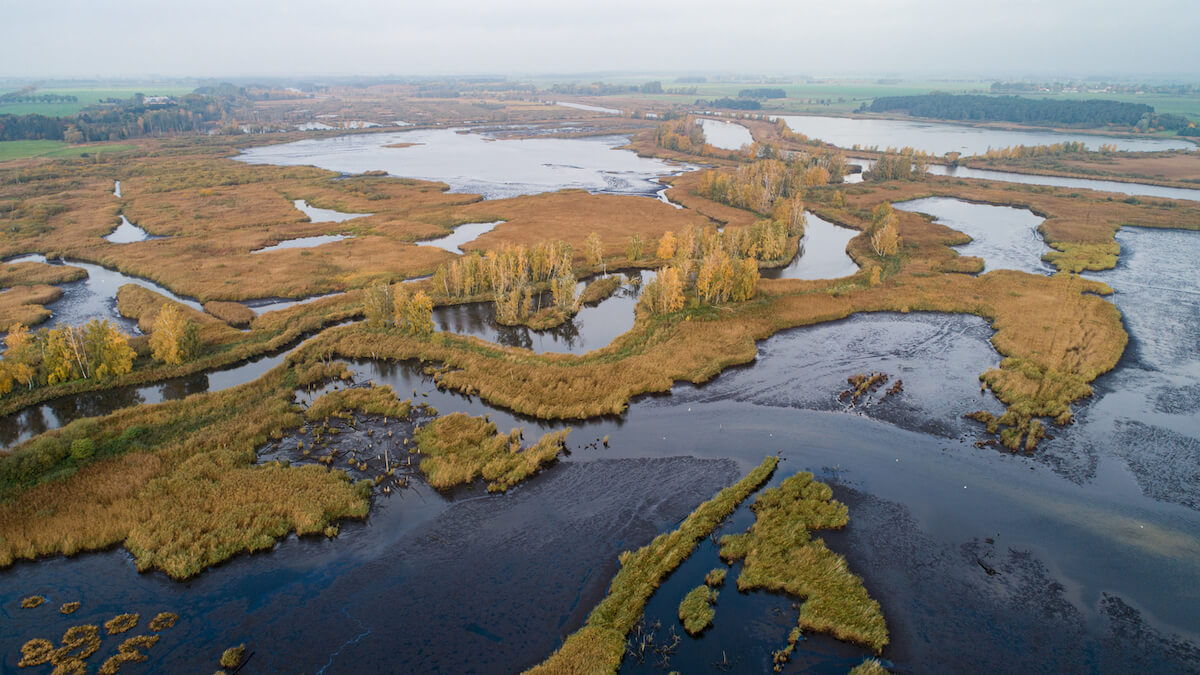 Making Europe wild again