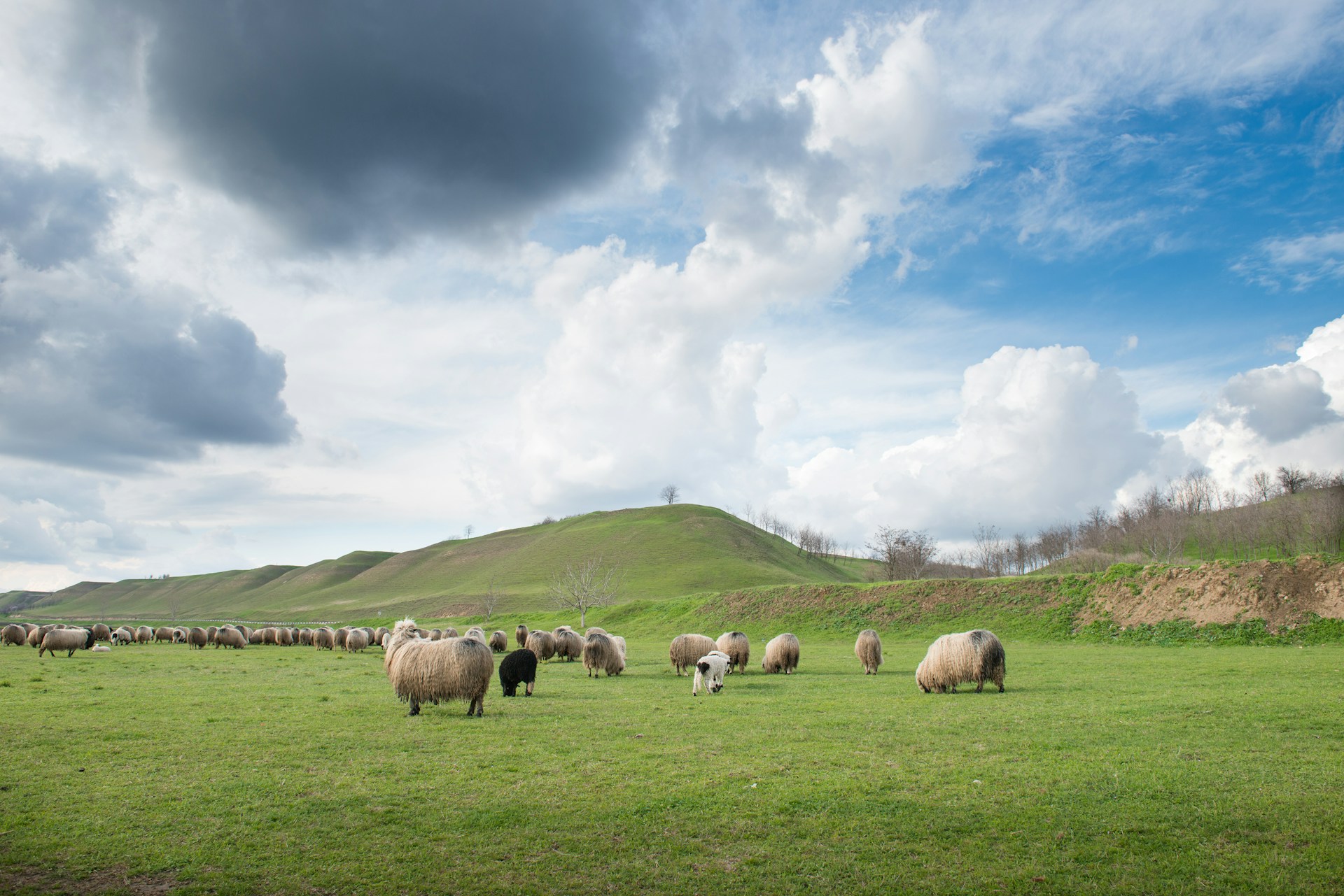 Grasland voor koeien, schapen en geiten krimpt wereldwijd – MO*