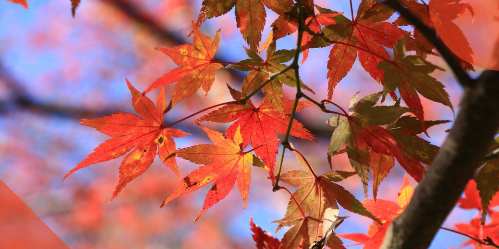 Top Drupal blog posts from November 2025