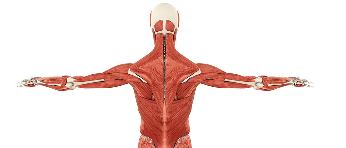 Faszientraining für den Rücken