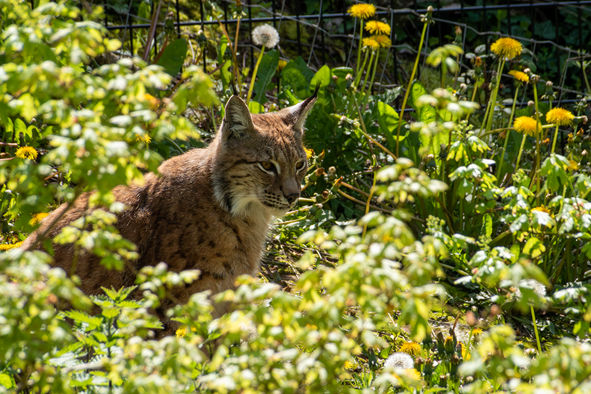 Attractions - Bristol Zoo Project