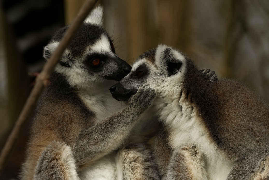 Photographing animals and wildlife - Bristol Zoo Project