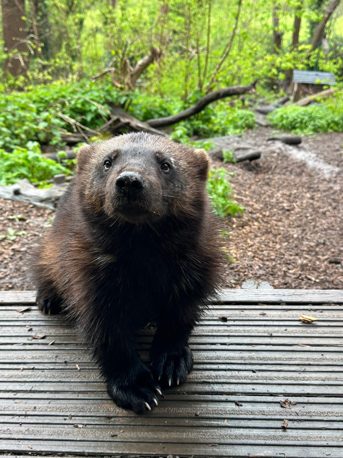 7 surprising facts about wolverines - Bristol Zoo Project