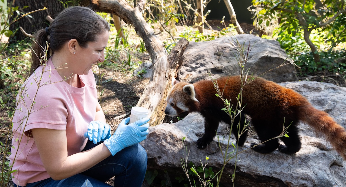 Zoo Keeper Experience - Bristol Zoo Project - Bristol Zoo Project