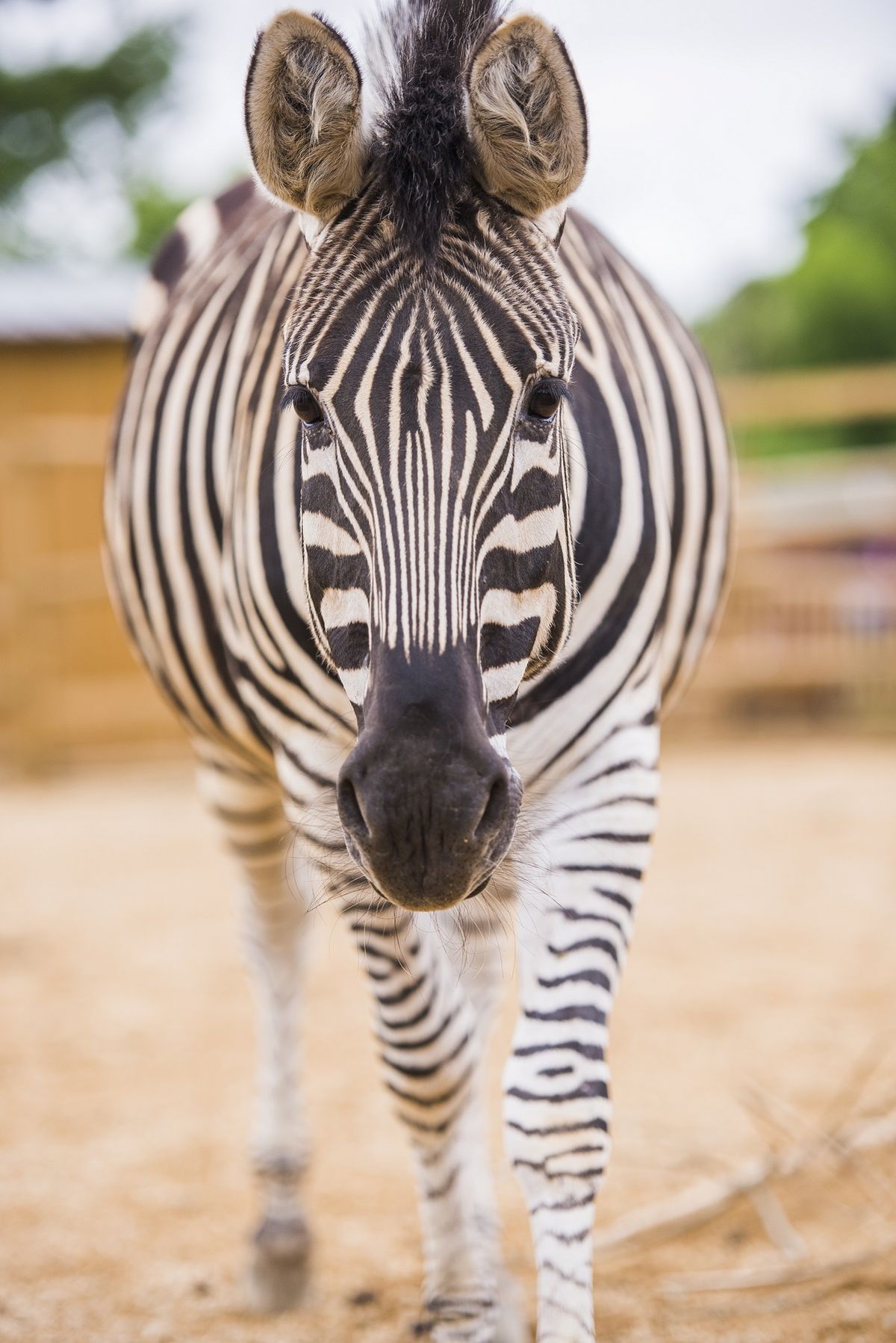 Animals - Bristol Zoo Project