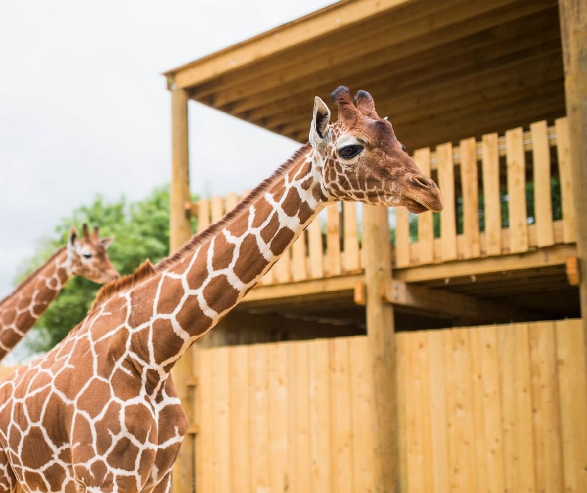 Family days out at Bristol Zoo Project - Bristol Zoo Project