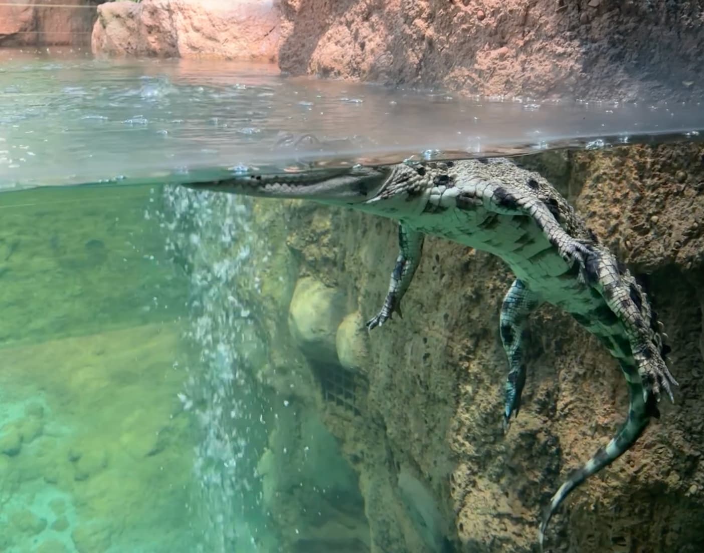 Slender-snouted crocodiles: African Forest species spotlight - Bristol ...