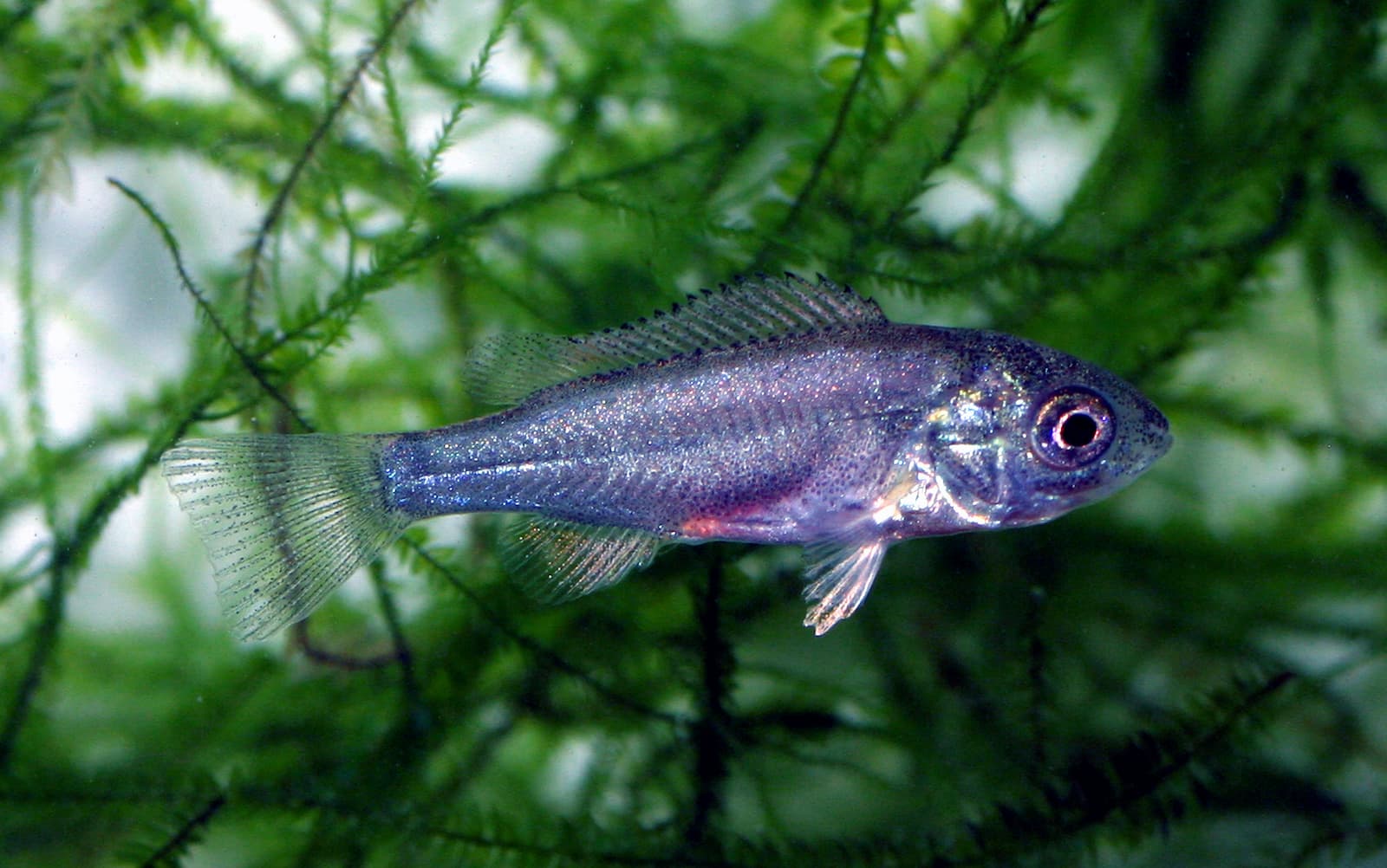Lake Barombi Mbo cichlids: African Forest species spotlight - Bristol ...