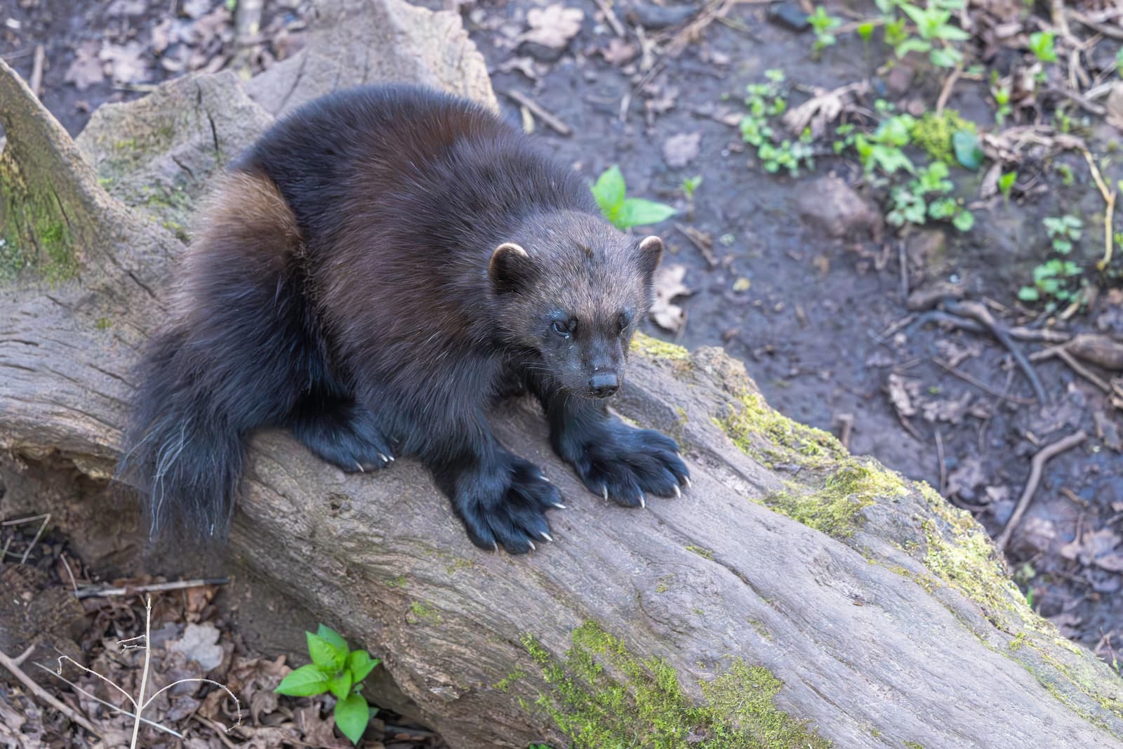 7 surprising facts about wolverines - Bristol Zoo Project