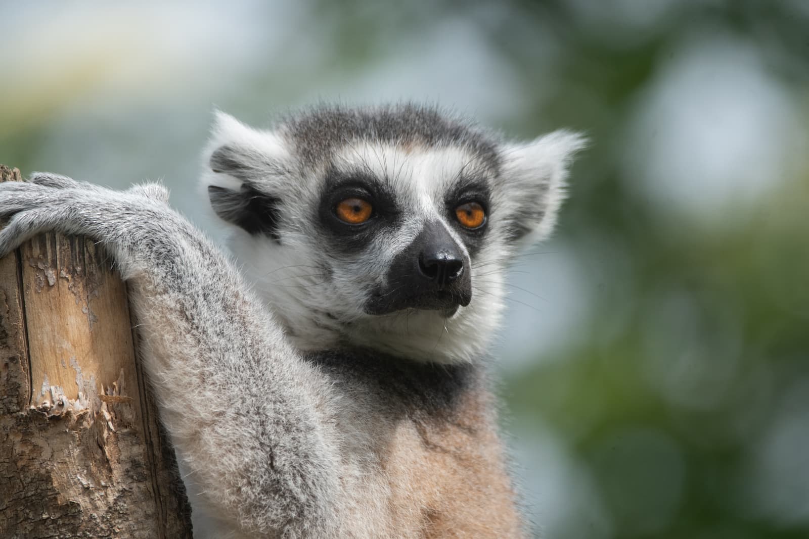 7 interesting facts about lemurs - Bristol Zoo Project