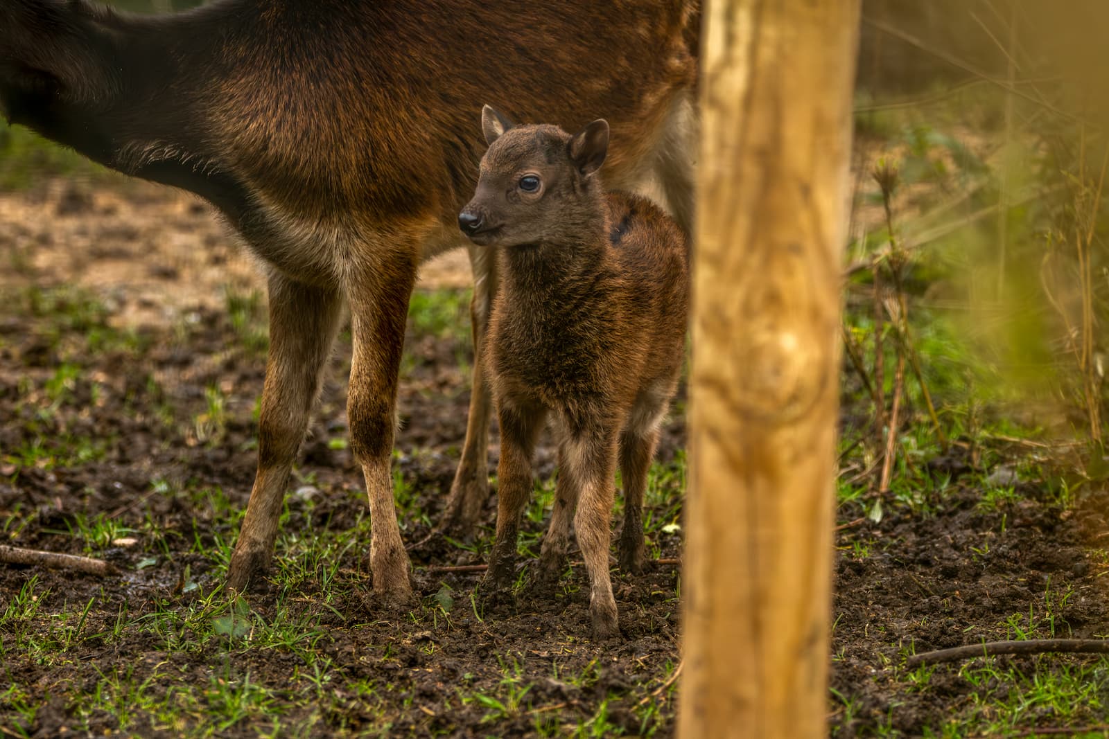 Conservation breeding success as Endangered spotted deer fawn is born ...